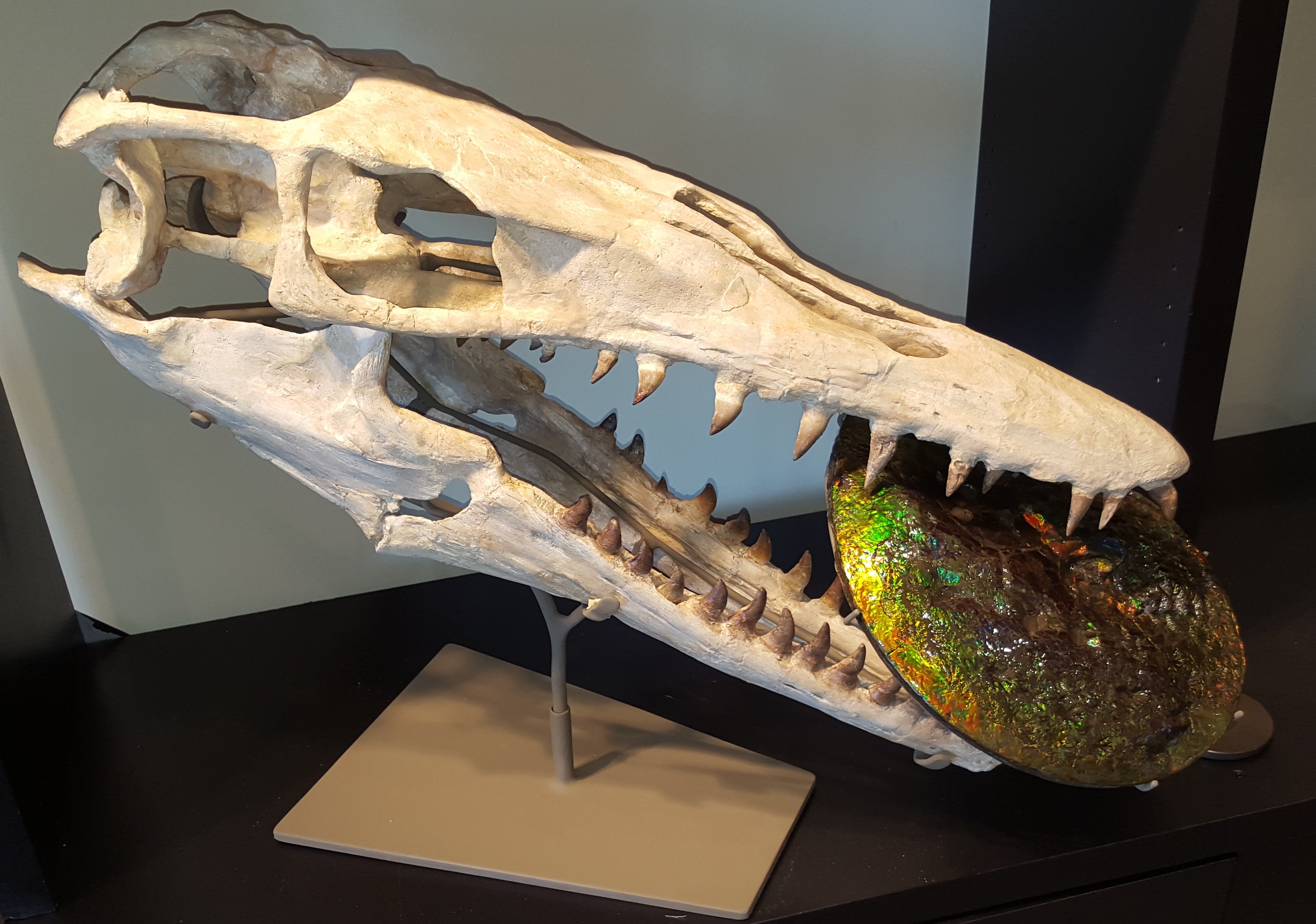 Mosasaur Bite Marks on our Canadian Ammonites – KORITE