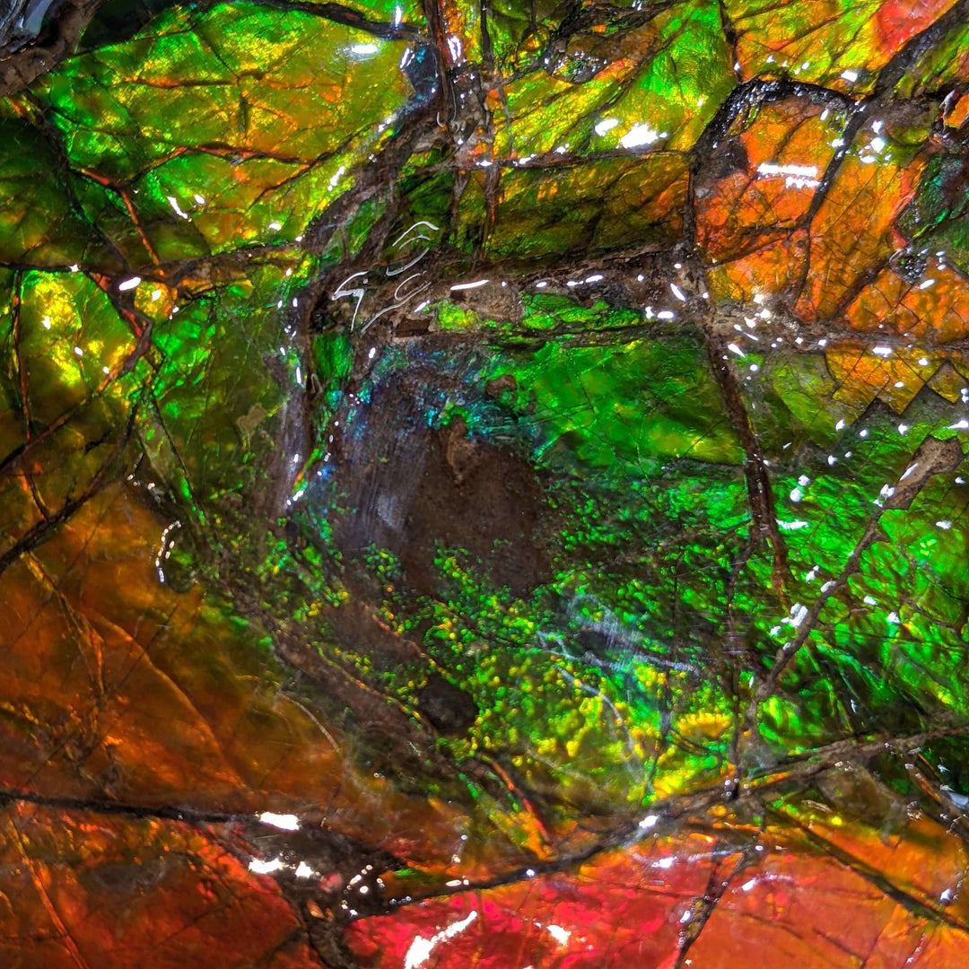 Unique Canadian Colorful Ammonite Fossils | KORITE