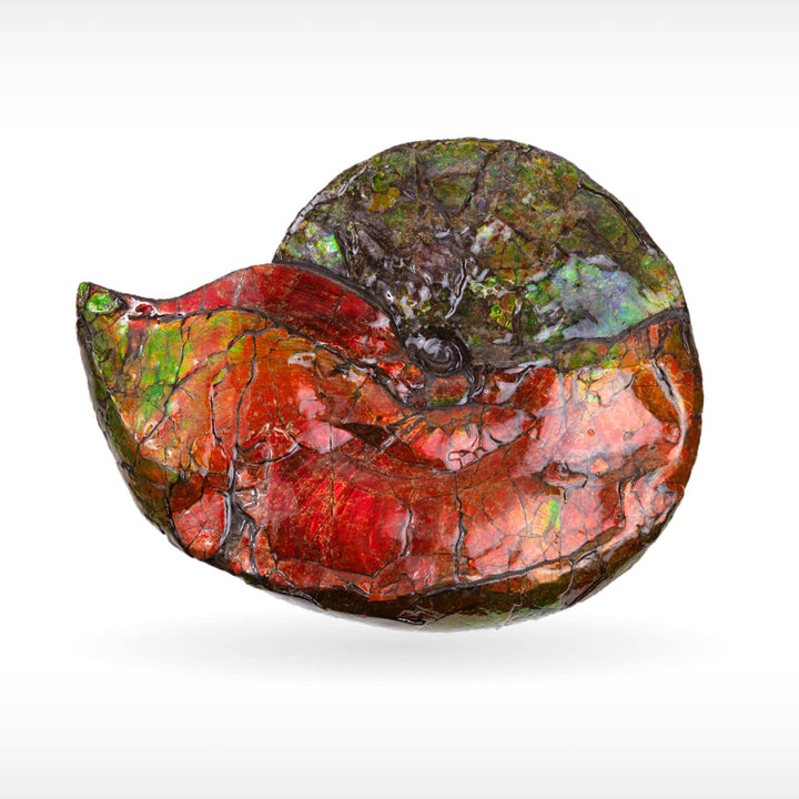 Unique Canadian Colorful Ammonite Fossils | KORITE