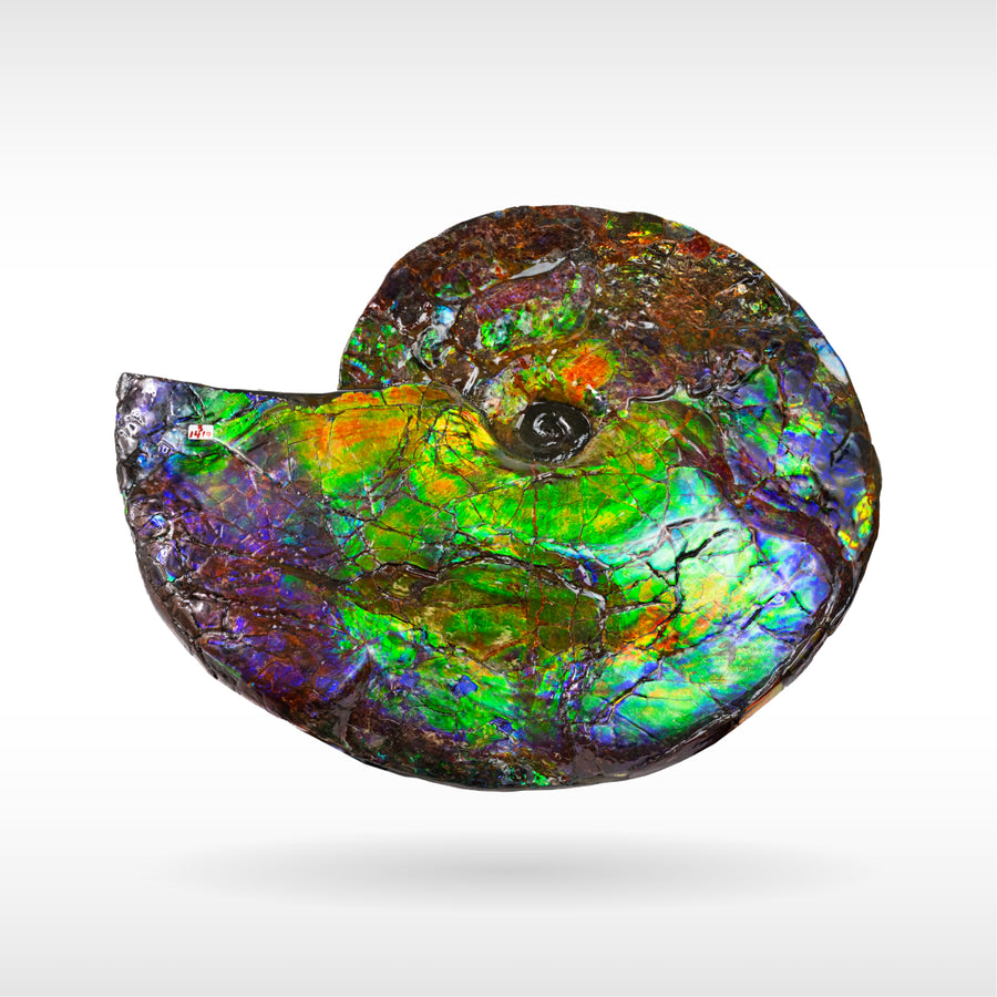 Unique Canadian Colorful Ammonite Fossils | KORITE