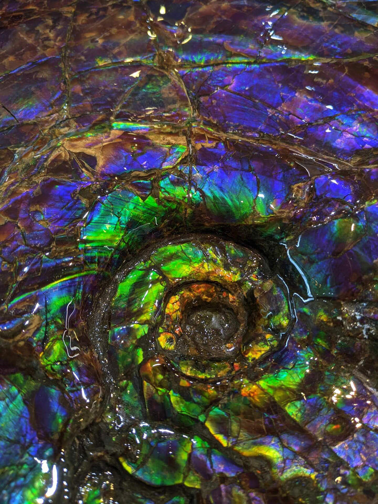 Unique Canadian Colorful Ammonite Fossils | KORITE