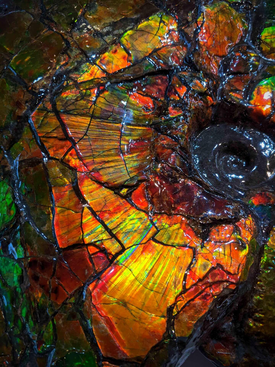 Unique Canadian Colorful Ammonite Fossils | KORITE