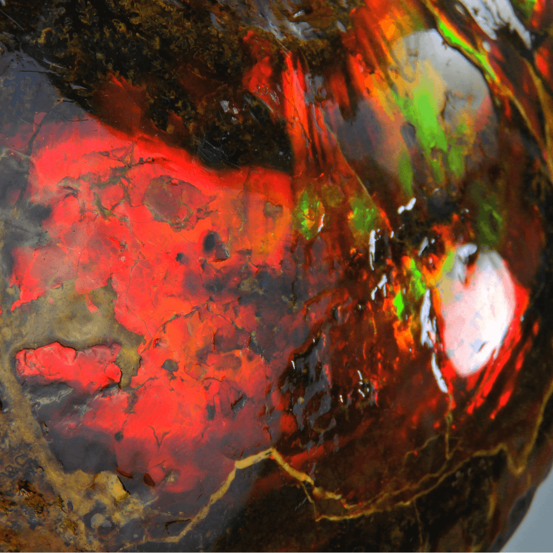 Unique Canadian Colorful Ammonite Fossils | KORITE