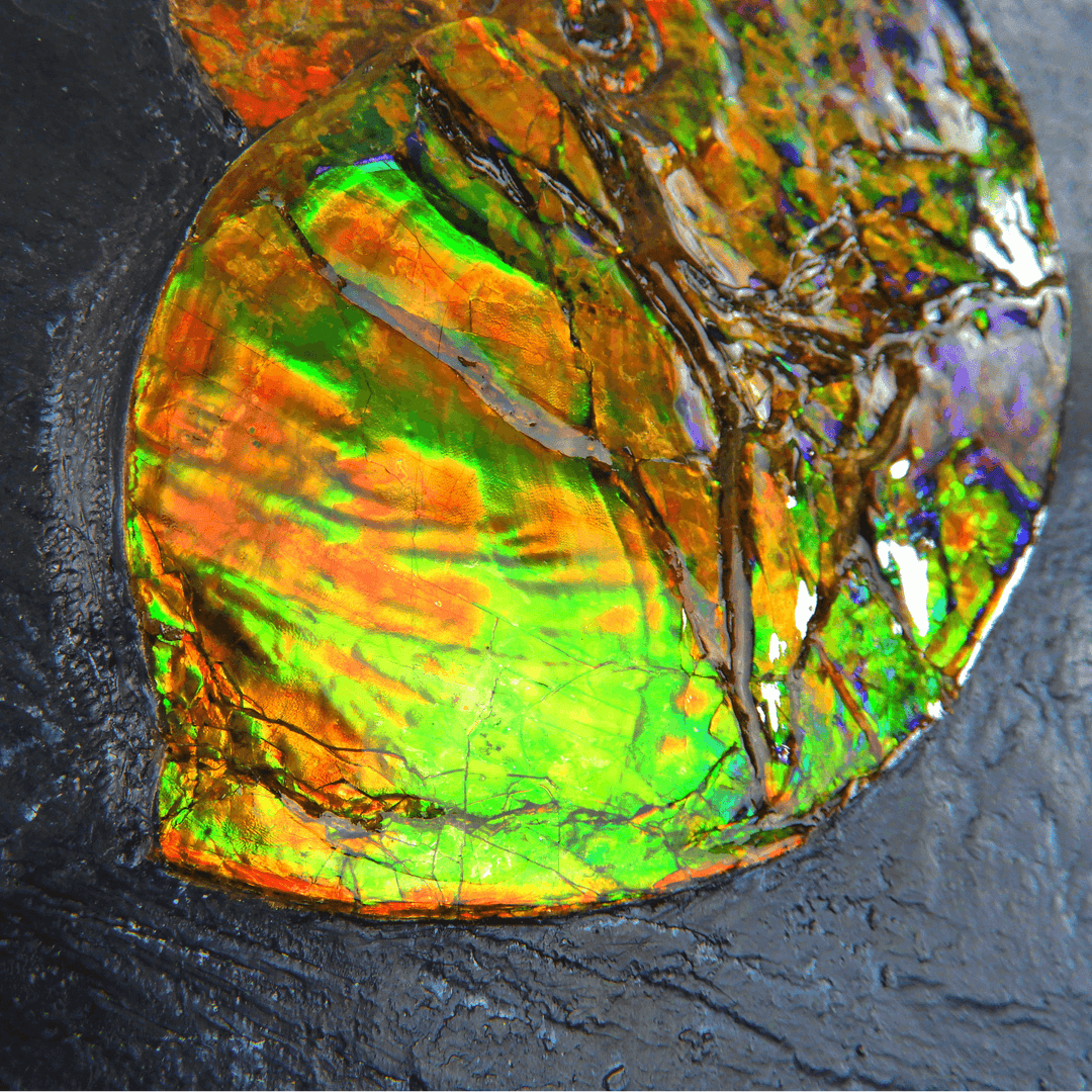 Unique Canadian Colorful Ammonite Fossils | KORITE