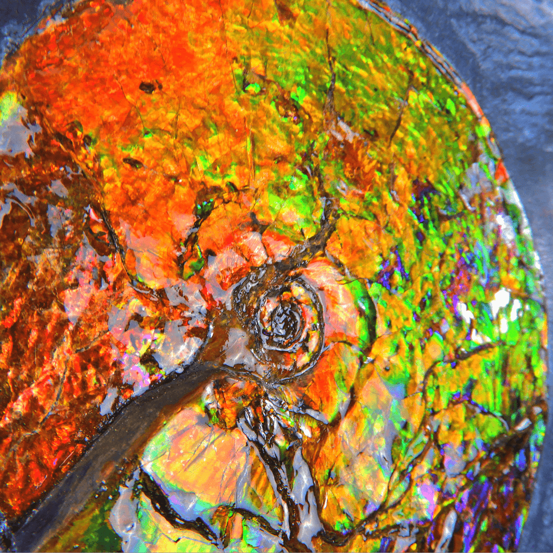 Unique Canadian Colorful Ammonite Fossils | KORITE