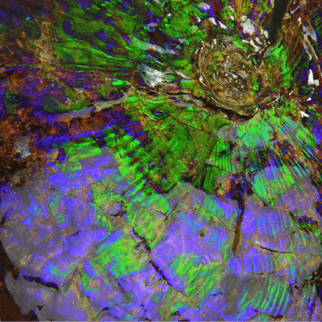 Unique Canadian Colorful Ammonite Fossils | KORITE
