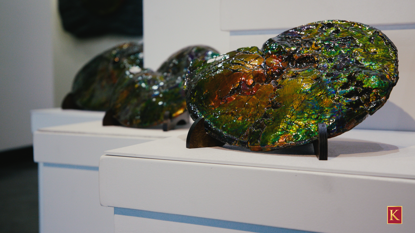 Unique Canadian Colorful Ammonite Fossils | KORITE